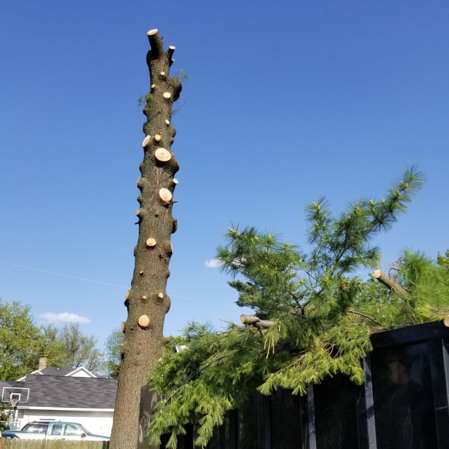 Tree & Dead Tree Removal | Ripon, Wautoma, Berlin, WI | Ultimate ...