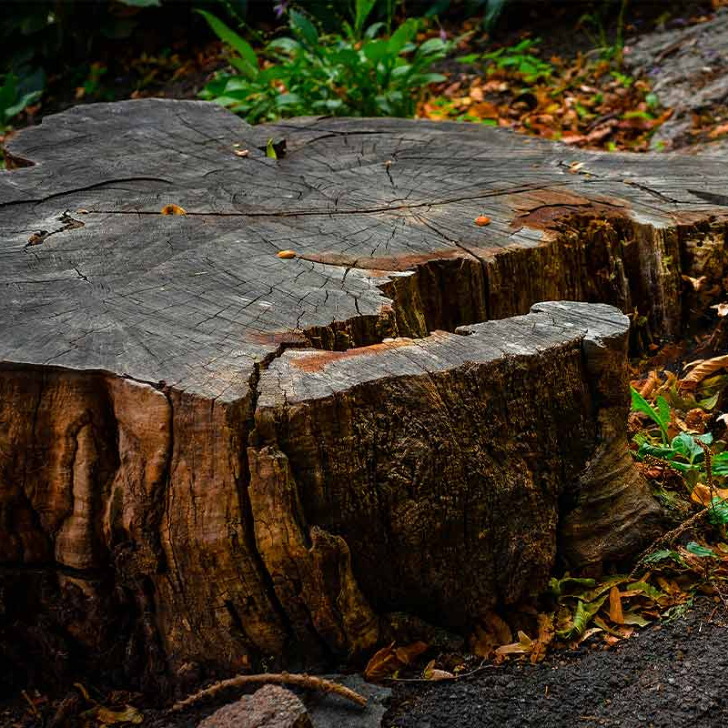 Stump Grinding & Removal | Ripon, Wautoma, Berlin, WI | Ultimate ...