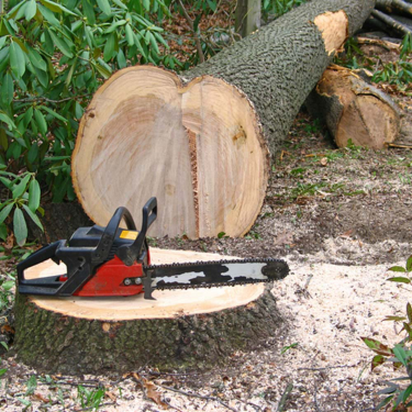 Stump Grinding & Removal | Ripon, Wautoma, Berlin, WI | Ultimate ...